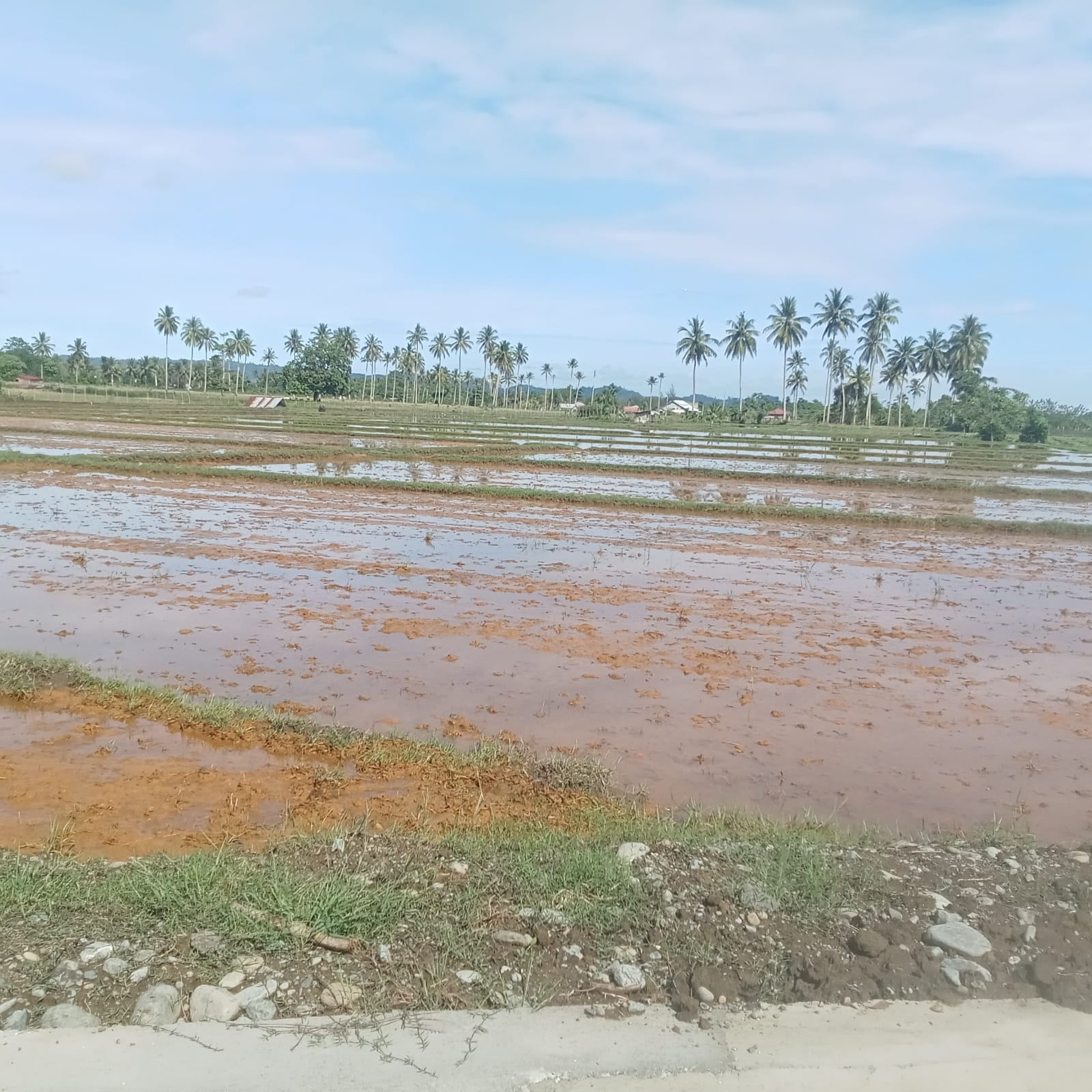 30 Hektar Lahan Sawah, Diduga Tercemar Limbah Perusahan PT. ARA dan PT ...